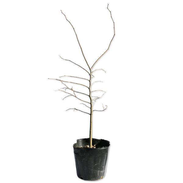 【エノキ】（榎） 読み：えのき 学名：Celtis sinensis var. japonica アサ科エノキ属 落葉高木 別名：エ、エノミ、 エノミノキ、アブラギリ  【名前の由来】 木材が農機具の柄に使われたから。  【商品情報】 エノ...