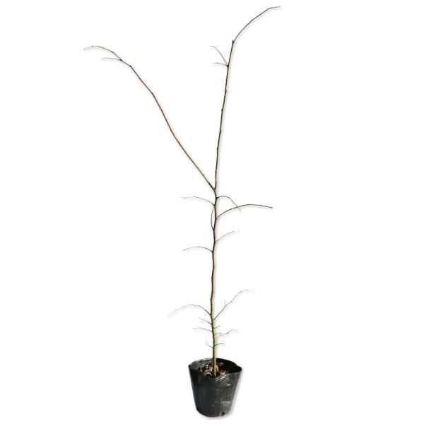 【エノキ】（榎） 読み：えのき 学名：Celtis sinensis var. japonica アサ科エノキ属 落葉高木 別名：エ、エノミ、 エノミノキ、アブラギリ  【名前の由来】 木材が農機具の柄に使われたから。  【商品情報】 エノ...