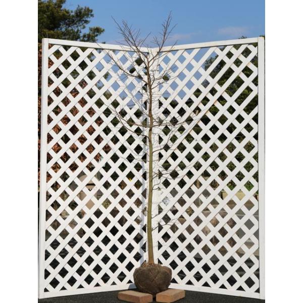 【エノキ】（榎） 読み：えのき 学名：Celtis sinensis var. japonica アサ科エノキ属 落葉高木 別名：エ、エノミ、 エノミノキ、アブラギリ  【名前の由来】 木材が農機具の柄に使われたから。  【商品情報】 エノ...