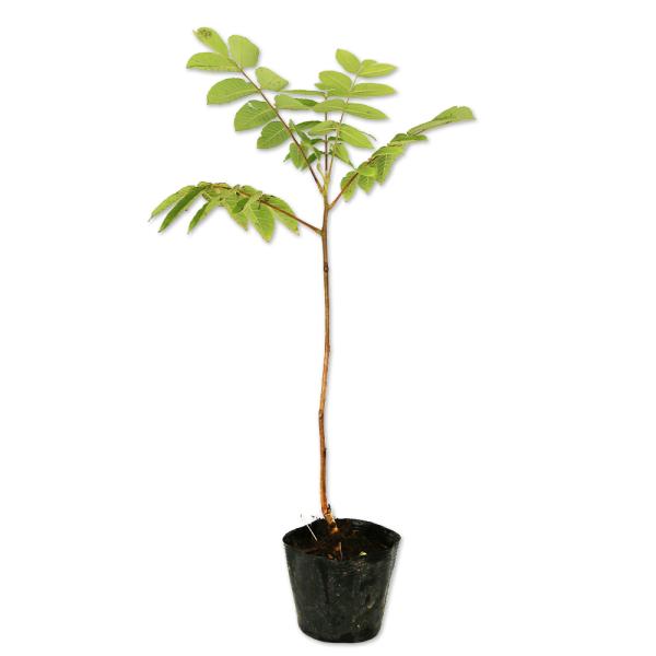 【オニグルミ】（鬼胡桃） 読み：おにぐるみ 学名：Juglans mandshurica var. sieboldiana クルミ科クルミ属 落葉高木 別名：クルミ、オグルミ  【商品情報】 オニグルミは落葉高木です。北海道から九州まで自生...