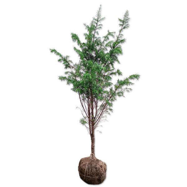 【イチイ】（一位） 読み：いちい 学名：Taxus cuspidata イチイ科イチイ属 常緑高木 別名：アララギ、オンコ  【商品情報】 イチイは常緑高木です。本州の日本海側に自生しています。葉は年中青々としています。葉がとがっていますが...