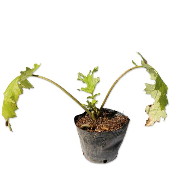 【アカンサス】（葉薊） 読み：あかんさす 学名：Acanthus mollis  キツネノマゴ科ハアザミ属 常緑多年草 別名：ハアザミ  【商品説明】 アカンサスは常緑多年草です。葉は光沢があり深い切れ込みがあります。根元から1m程度になり...