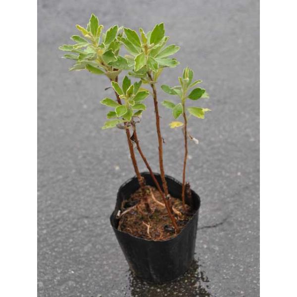 【イソギク】（磯菊） 読み：いそぎく 学名：Chrysanthemum pacificum キク科キク属 多年草 別名：イワギク  【商品説明】 イソギクは多年草です。海岸線に自生しています。葉には大きく丸い鋸歯が入ります。葉の裏側には毛が...