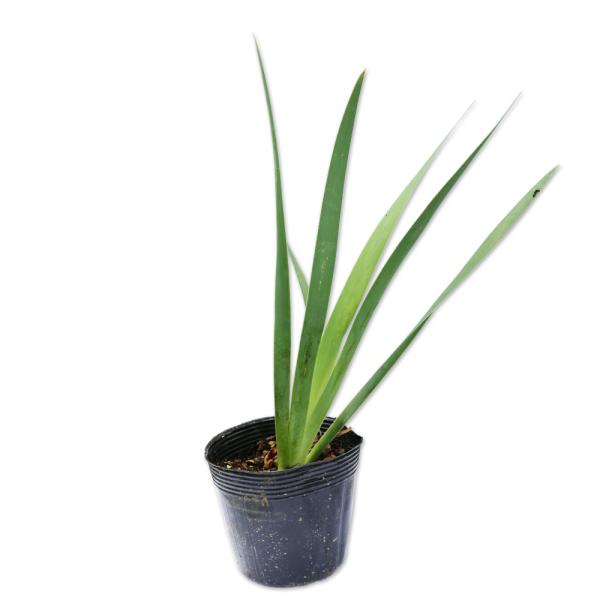 【イチハツ】（一八） 読み：いちはつ 学名:Iris tectorum アヤメ科アヤメ属 多年草 別名：鳶尾  【商品説明】 イチハツは多年草です。アヤメに似た花が咲きます。花がいち早く咲くのでこの名前が付いたといわれています。乾燥に強いです。