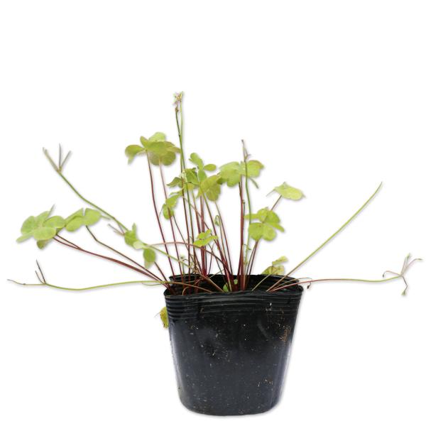【イモカタバミ】(芋片喰) 読み：いもかたばみ 学名：Oxalis articulata DC カタバミ科カタバミ属 多年草 別名：フシネハナカタバミ  【商品情報】 イモカタバミは30ｃｍ程度になります。南アメリカ原産で日本全土に帰化して...