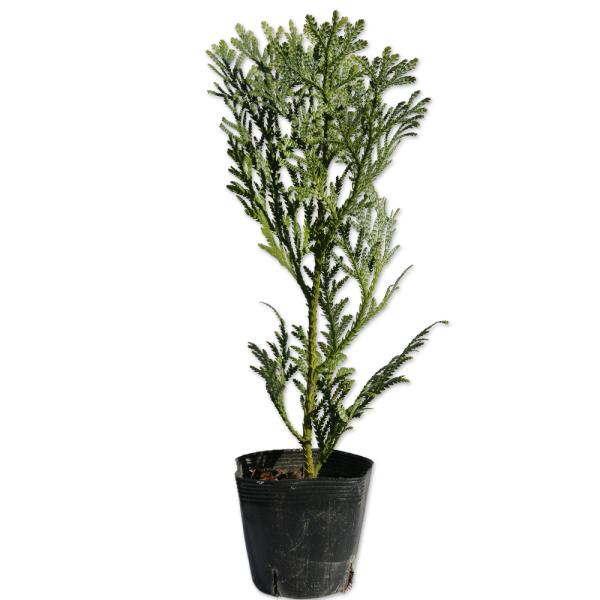 【アスナロ】（明日桧） 読み：あすなろ 学名：Thujopsis dolabrata ヒノキ科アスナロ属 常緑高木 別名：ヒバ  【商品情報】 アスナロは常緑高木です。北海道の南部から九州まで生息しています。葉は鱗片状です。ヒノキに似ていま...