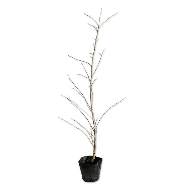 【ウワミズザクラ】（上溝桜） 読み：うわみずざくら 学名：Prunus grayana  バラ科サクラ属 落葉高木 別名：ハハカ  【商品情報】 サクラは日本でも代表的な花木です。様々な品種があり、自生種を基本に300種類ほど生育されていま...