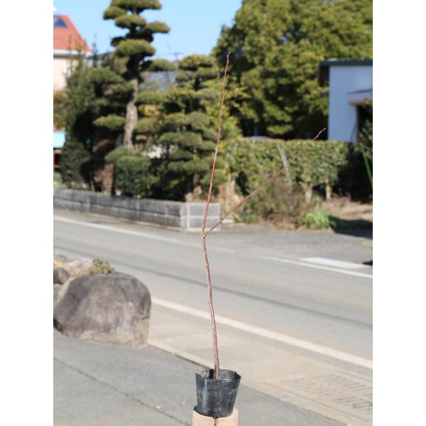 【ウワミズザクラ】（上溝桜） 読み：うわみずざくら 学名：Prunus grayana  バラ科サクラ属 落葉高木 別名：ハハカ  【商品情報】 サクラは日本でも代表的な花木です。様々な品種があり、自生種を基本に300種類ほど生育されていま...