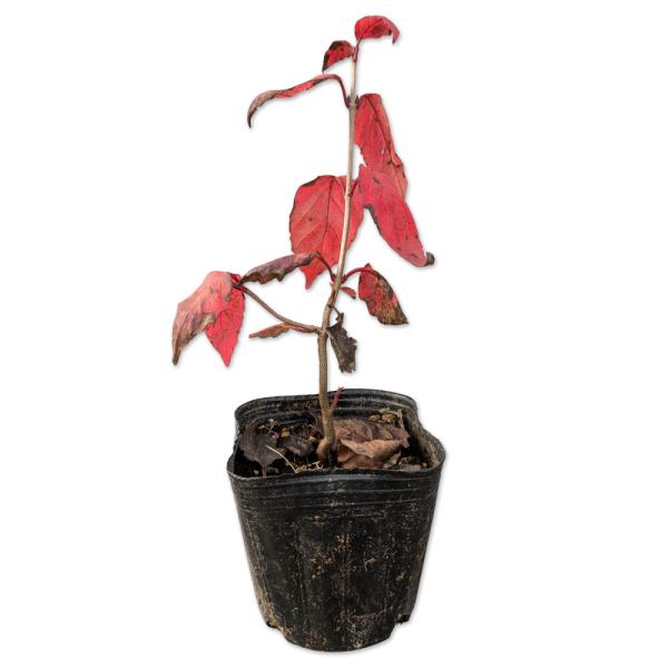 【オトコヨウゾメ】（男莢迷） 読み：おとこようぞめ 学名：Viburnum　phlebotrichum スイカズラ科ガマズミ属 落葉低木 別名：コソネ  【商品情報】 オトコヨウゾメは落葉低木です。ガマズミの仲間でよく似ています。秋に赤い実...