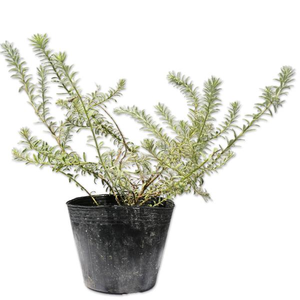 【ウエストリンギア】（） 読み：うえすとりんぎあ 学名：Westringia fruticosa シソ科ウエストリンギア属 常緑低木 別名：オーストラリアンローズマリー  【商品情報】 ウエストリンギアは常緑低木です。ローズマリーによく似て...