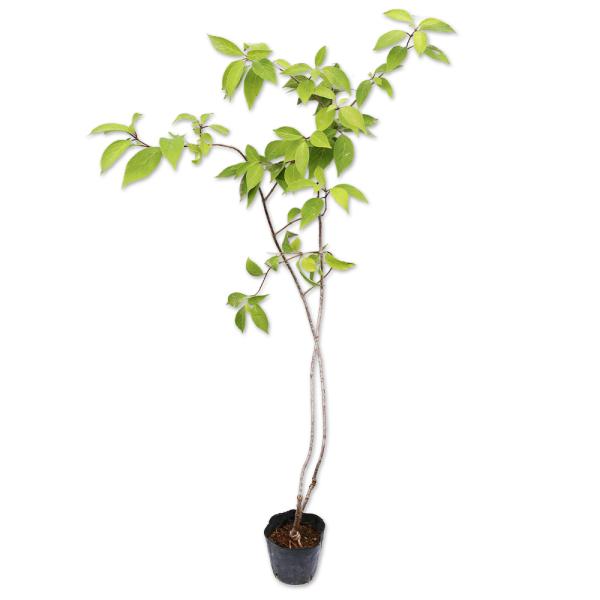 【ノリウツギ】(糊空木) 読み：のりうつぎ 学名：Hydrangea paniculata アジサイ科アジサイ属 落葉低木 別名：ノリノキ、サビタ  【商品情報】 ノリウツギは落葉低木です。夏に枝先に白色の花が円錐状に集まって咲きます。日本...