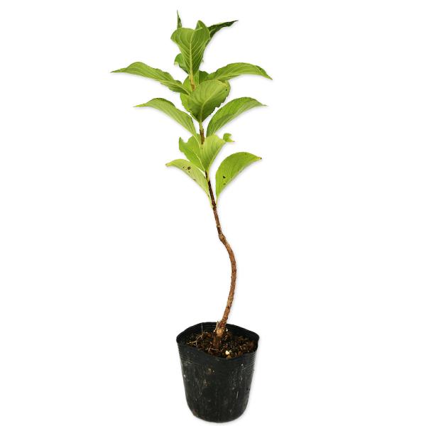 【ハコネウツギ】(箱根空木) 読み：はこねうつぎ 学名：Weigela coraeensis アジサイ科ウツギ属 落葉低木 別名：ゲンペイウツギ、ベニウツギ  【名前の由来】 箱根付近によく自生したから。幹の中が空洞で「空の木」から。  【...