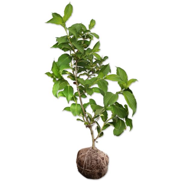 【ハコネウツギ】(箱根空木) 読み：はこねうつぎ 学名：Weigela coraeensis アジサイ科ウツギ属 落葉低木 別名：ゲンペイウツギ、ベニウツギ  【名前の由来】 箱根付近によく自生したから。幹の中が空洞で「空の木」から。  【...