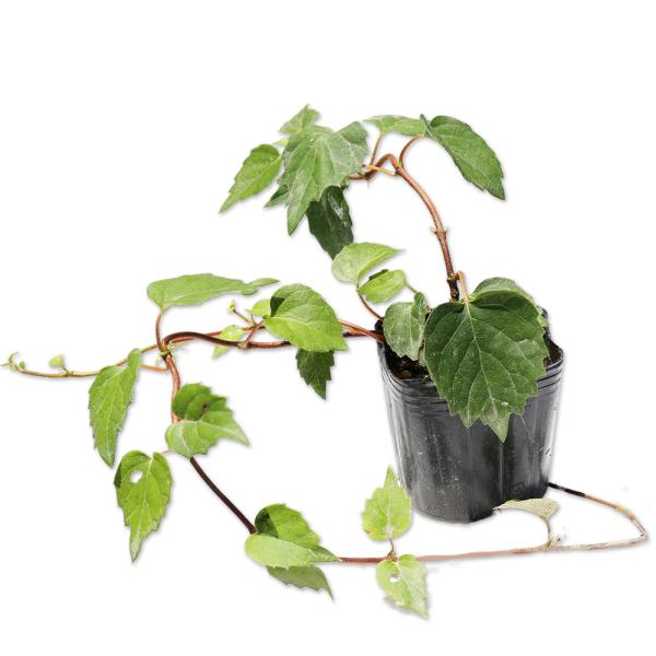 【イワガラミ】（岩絡み） 読み：いわがらみ 学名：Schiｚophragma hydrangeoides アジサイ科イワガラミ属 落葉つる性  【商品情報】 イワガラミは落葉つる性です。日本の各地に自生しています。幹や枝から気根をだし岩や木...