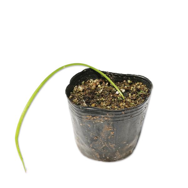 【オニツルボ】（鬼蔓穂） 読み：おにつるぼ 学名：Scilla scilloides var. major キジカクシ科ツルボ属 多年草 別名：  【商品説明】 ツルボは多年草です。秋に30cm程度のピンク色の花穂ができます。日本各地や朝鮮...