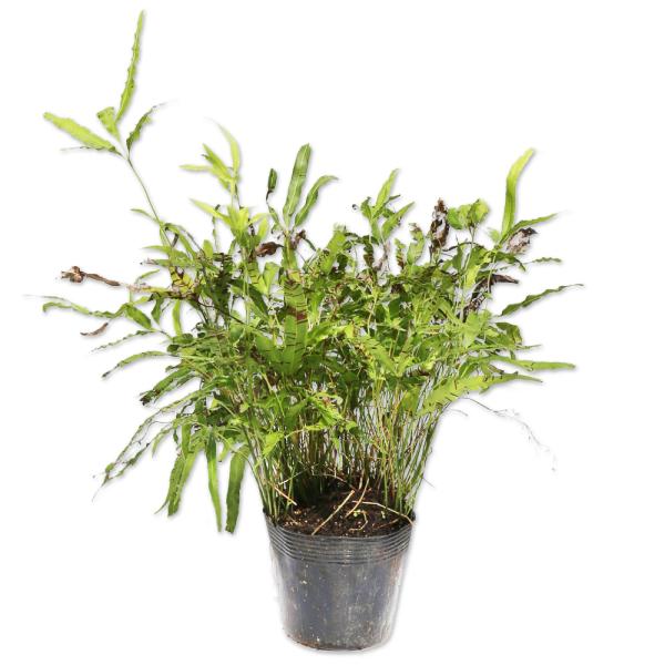 【イノモトソウ】（井の許草） 読み：いのもとそう 学名：Pteris multifida イノモトソウ科イノモトソウ属 多年草 別名：  【名前の由来】 井戸の脇に生えることから。  【商品説明】 シダは多年草です。森林などによく自生してい...