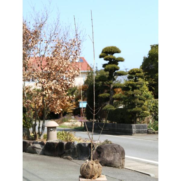 【サンシュユ】（山茱萸） 読み：さんしゅゆ 学名：Cornus officinalis Cornus  ミズキ科ミズキ属 落葉高木 別名：ハルコガネバナ、アキサンゴ、サンシュ  【名前の由来】 漢字を音読みして。  【商品情報】 サンシュユ...