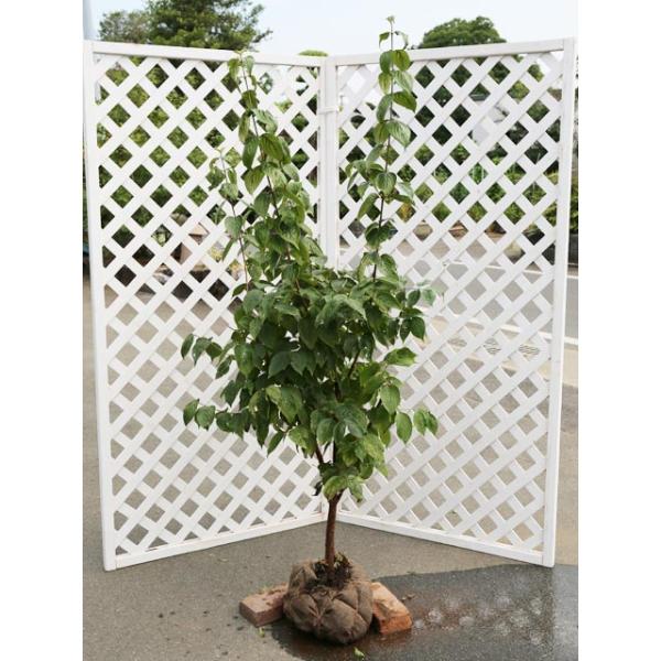 【サンシュユ】（山茱萸） 読み：さんしゅゆ 学名：Cornus officinalis Cornus  ミズキ科ミズキ属 落葉高木 別名：ハルコガネバナ、アキサンゴ、サンシュ  【名前の由来】 漢字を音読みして。  【商品情報】 サンシュユ...