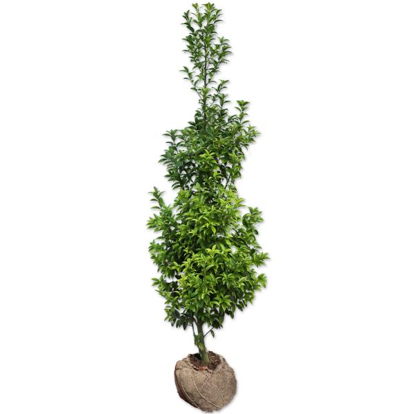 【シイモチ】（椎糯） 読み：しいもち 学名：Ilex buergeri Miq. モチノキ科モチノキ属 常緑高木 別名：ヒゼンモチ  【名前の由来】 葉がスダジイに似ていることから。  【商品情報】 シイモチは15mになる常緑高木です。本州...