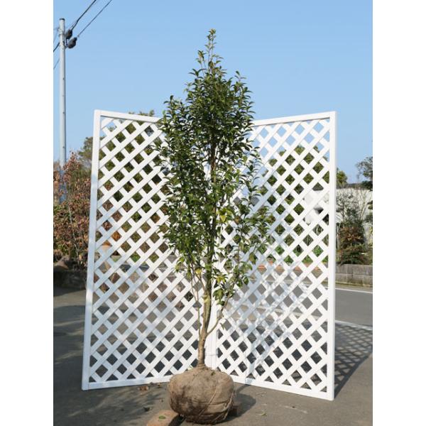 【シイモチ】（椎糯） 読み：しいもち 学名：Ilex buergeri Miq. モチノキ科モチノキ属 常緑高木 別名：ヒゼンモチ  【名前の由来】 葉がスダジイに似ていることから。  【商品情報】 シイモチは15mになる常緑高木です。本州...