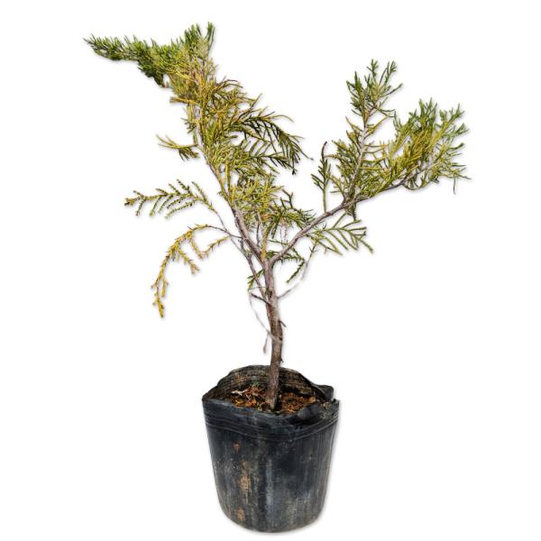 【オールドゴールド】() 読み：おーるどごーるど 学名：Juniperus pfitzeriana "Old Gold" ヒノキ科ビャクシン属 常緑低木 別名：  【名前の由来】   【商品情報】オールドゴールドは1mになる常緑低木です。原...