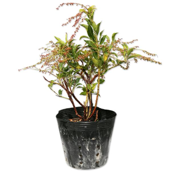 【アセビ赤花】（馬酔木） 読み：あせびあかばな 学名：Pieris japonica ツツジ科アセビ属 常緑低木 別名：イセボ、アシビ  【名前の由来】 足廃 （アシイ）から。   【商品情報】 アセビは4ｍ程度になる常緑低木です。日本各地...