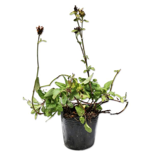 【ウツボグサ】(靫草) 読み：うつぼぐさ 学名：Prunella vulgaris subsp. Asiatica シソ科ウツボグサ属 多年生草本 別名：カゴソウ  【名前の由来】 矢を入れるうつぼに似ていたことから。  【商品情報】ウツボ...