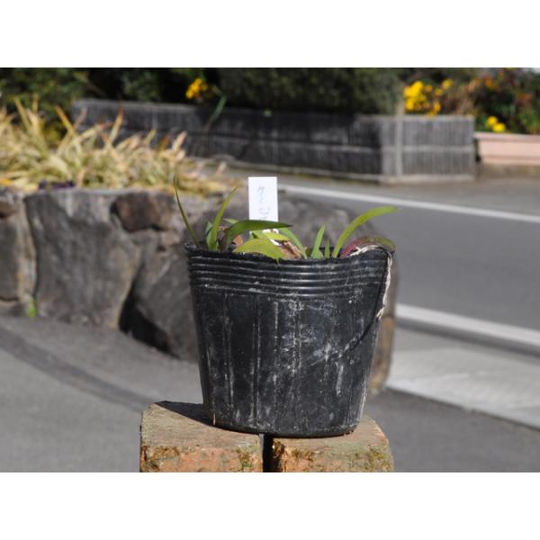 【ケイビアヤメ】(鶏尾菖蒲) 読み：けいびあやめ 学名：Iris suaveolens アヤメ科アヤメ属 多年草 別名：  【名前の由来】 葉が鶏の尾翅に似ていることから。  【商品情報】アヤメは多年草です。山林などによく生息しています。葉...