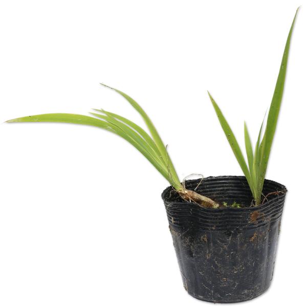 【イチハツ斑入り】(斑入り一初) 読み：いちはつふいり 学名：Iris tectorum アヤメ科アヤメ属 多年草 別名：  【名前の由来】 いち早く花が咲くため。  【商品情報】イチハツは多年草になります。アヤメに似た花が咲きます。花がい...