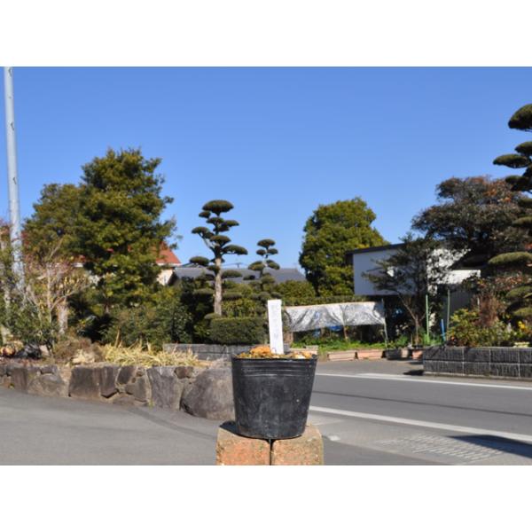 【アッツザクラ桃花】() 読み：ももばなあっつざくら 学名：Rhodohypoxis キンバイザサ科アッツザクラ属 多年草 別名：ロードヒポキシス  【名前の由来】 太平洋戦争で日本軍がアッツ島を占領したことから。  【商品情報】モモバナア...