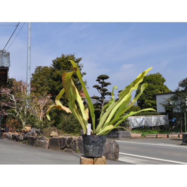 【アヤメシダ】(菖蒲羊歯) 読み：あやめしだ 学名：Polypodium punctatum  ウラボシ科ヌカボシクリハラン属 多年草 別名：  【名前の由来   【商品情報】シダは多年草です。森林などによく自生しています。全体を貫く管があ...