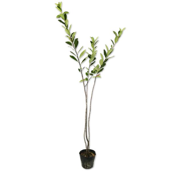 【アロニア】() 読み：あろにあ 学名：Aronia arbutifolia バラ科アロニア属 落葉低木 別名：チョークベリー、チョコベリー  【名前の由来】   【商品情報】アロニアは2mになる落葉低木です。北米が原産です。花は5弁の小花...