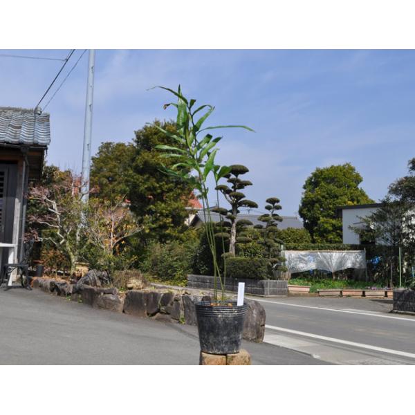 【イワヒトデ】(岩海星) 読み：いわひとで 学名：Colysis elliptica  ウラボシ科イワヒトデ属 常緑多年草 別名：  【名前の由来】   【商品情報】シダは多年草です。森林などによく自生しています。全体を貫く管がある維管束植...