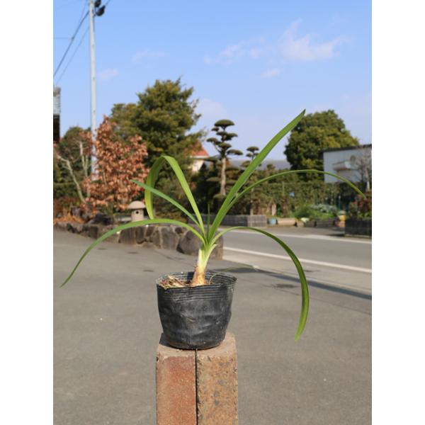 【アガパンサス/白系】(紫君子蘭) 読み：あがぱんさす/しろけい 学名：Agapanthus ヒガンバナ科アガパンサス属 多年草 別名：ムラサキクンシラン  【名前の由来】   【商品情報】アガパンサスは常緑多年草です。光沢がある根から生え...