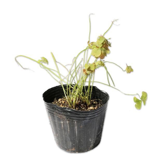 【イモカタバミ/白】(芋片喰) 読み：いもかたばみ/しろ 学名：Oxalis articulata DC カタバミ科カタバミ属 多年草 別名：フシネハナカタバミ  【商品情報】 イモカタバミは30ｃｍ程度になります。南アメリカ原産で日本全土...