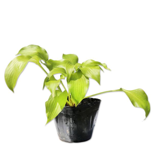 【オオバギボウシ】(大葉擬宝珠) 読み：おおばぎぼうし 学名：Hosta montana キジカクシ科ギボウシ属 多年草 別名：ウリッパ、アマナ、ギンボ、山かんぴょう  【名前の由来】 蕾が和橋の欄干の擬宝珠に似ているところから。  【商品...