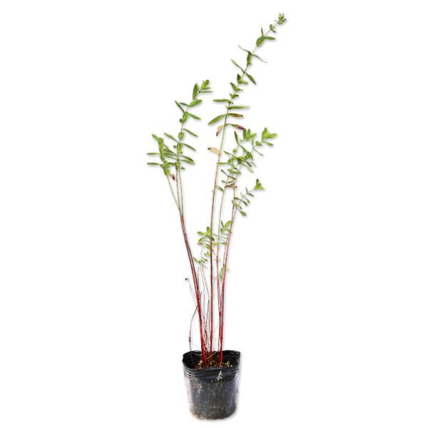 【オトギリソウ】(弟切草) 読み：おとぎりそう 学名：Hypericum erectum オトギリソウ科オトギリソウ属 多年草 別名：ヤクシソウ、タカノキズグスリ、チドメグサ  【名前の由来】 この草を原料とした秘薬の秘密を漏らした弟を兄が...