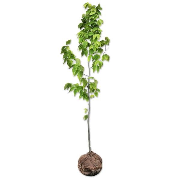 【イヌブナ】(犬?) 読み：いぬぶな 学名：Fagus japonica Maxim. ブナ科ブナ属 落葉高木 別名：クロブナ  【名前の由来】 木材としては、ブナよりも材質が劣ることから。  【商品情報】イヌブナは25mになる落葉高木です...