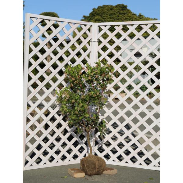 【イチゴノキ】(苺の木) 学名：Arbutus unedo ツツジ科イチゴノキ属 常緑低木 別名：ストロベリーツリー  【名前の由来】 実がイチゴに似ていることから  【商品情報】イチゴノキは15mになる常緑低木です。南ヨーロッパからアイル...