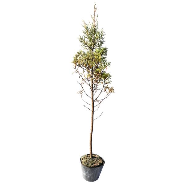 【オオイトスギ】() 読み：オオイトスギ 学名：Cupressus torulosa ヒノキ科イトスギ属 常緑高木 別名：ブータンイトスギ、ヒマラヤヒノキ、ヒマラヤイトスギ  【名前の由来】   【商品情報】オオイトスギは45mになる常緑高...