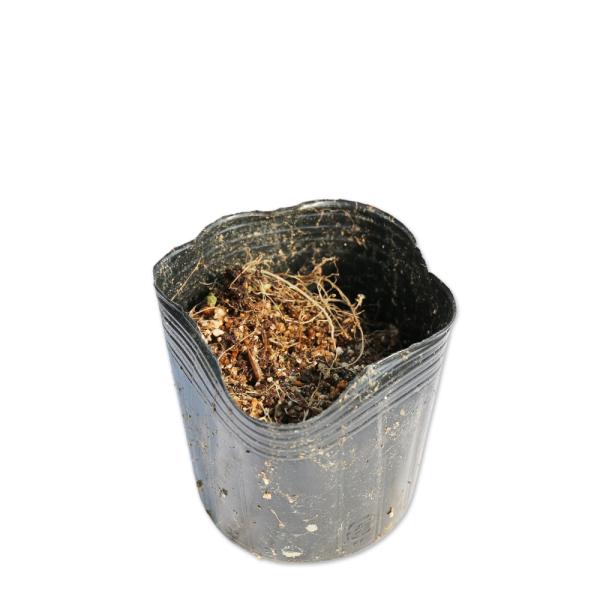 【アサツキ】(浅葱) 読み：あさつき 学名：Allium schoenoprasum var. foliosum ヒガンバナ科ネギ属 多年草 別名：イトネギ、センブキ、センボンネンギ、ヒメエゾネギ  【名前の由来】 葉の色がネギより浅いこと...