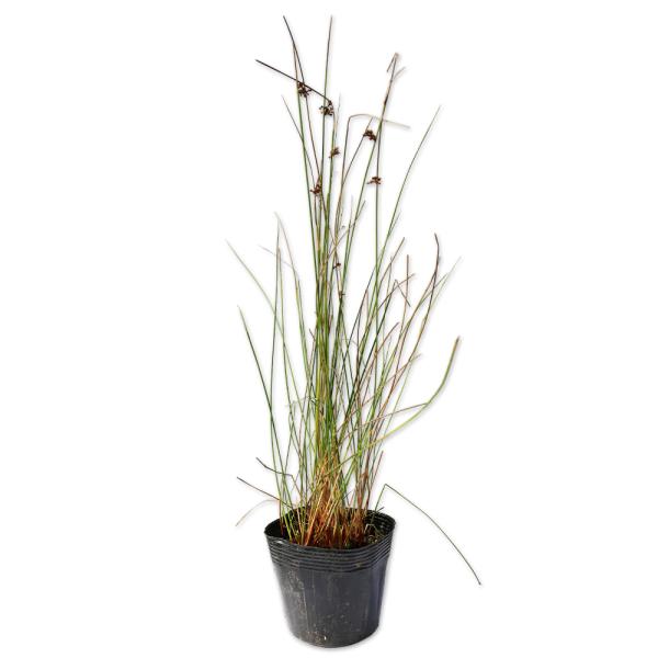 【イグサ】(藺草) 読み：いぐさ 学名：Juncus effusus L. var. decipens Buchen イグサ科イグサ属 多年草 別名：トウシンソウ  【名前の由来】 池の草から  【商品情報】イグサは1mになる多年草です。北...