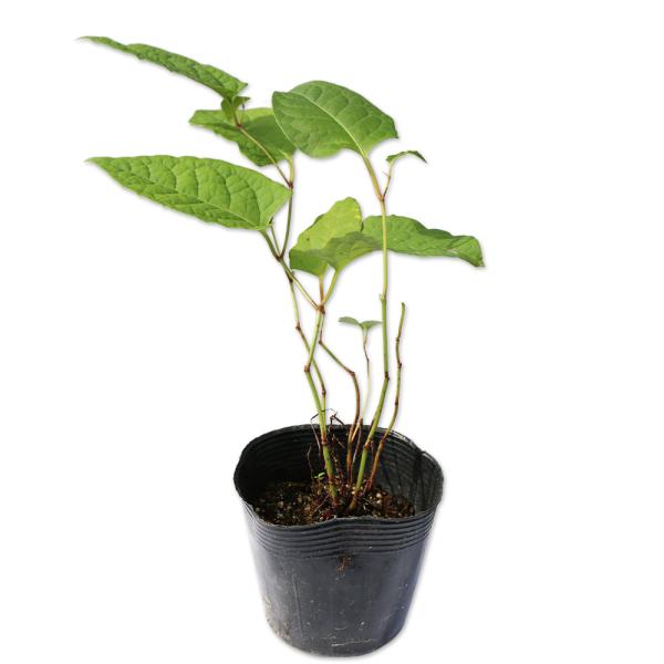 【イタドリ】(虎杖、痛取) 読み：いたどり 学名：Fallopia japonica タデ科ソバカズラ属 多年草 別名：スカンポ、イタンポ、ドングイ、スッポン、ゴンパチ、エッタン  【名前の由来】 若葉が止血や痛みどめの作用があることから ...