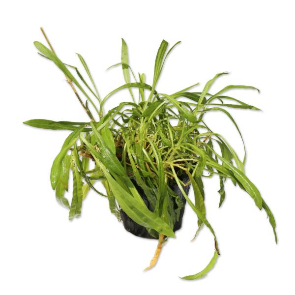 【ウンナンセンノウ】（雲南仙翁） 読み：うんなんせんのう 学名：Lychnis yunnanensis ナデシコ科センノウ属 多年草  別名：  【商品説明】 センノウは多年草です。夏に咲く美しい花が特徴です。鎌倉時代から室町時代に中国から...