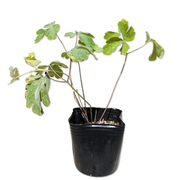 【オオヤマオダマキ】（大山苧環） 読み：おおやまおだまき 学名：Aquilegia buergeriana var. oxysepala  キンポウゲ科オダマキ属 宿根草 別名：  【名前の由来】 中心を空洞にして巻いた麻の糸玉の「オダマキ...