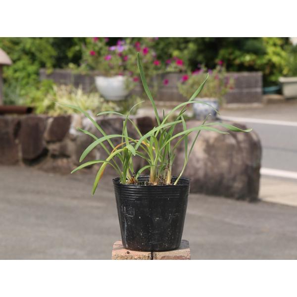 【アガパンサス/リリプット】() 読み：あがぱんさす／りりぷっと 学名：Agapanthus‘Lilliput’ ヒガンバナ科アガパンサス属 常緑多年草 別名：ムラサキクンシラン  【名前の由来】 ギリシャ語で愛の花と言う意味から。  【商...