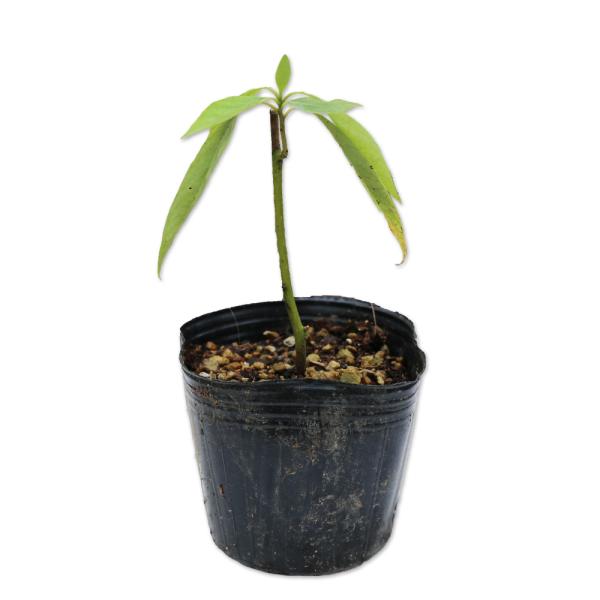 【アオモジ】(青文字) 読み：あおもじ 学名：Litsea cubeba (Lour.) Pers クスノキ科ハマビワ属 落葉小高木 別名：ショウガノキ、タイワンヤマクロモジ  【名前の由来】 クロモジに対し枝が緑色を帯びていることから  ...