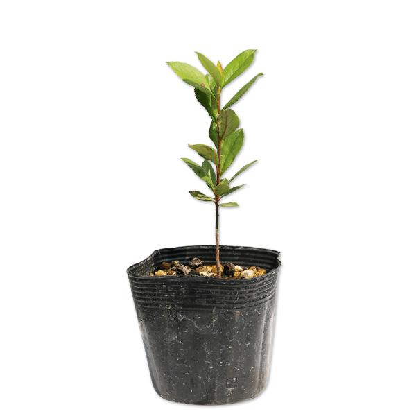 【アロニア/メラノカルパ】() 学名：Aronia melanocarpa バラ科アロニア属 落葉低木 別名：セイヨウカマツカ、ブラックチョークベリー、チョコベリー  【名前の由来】   【商品情報】アロニア/メラノカルパは2mになる落葉低...