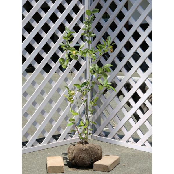 【アロニア/メラノカルパ】() 学名：Aronia melanocarpa バラ科アロニア属 落葉低木 別名：セイヨウカマツカ、ブラックチョークベリー、チョコベリー  【名前の由来】   【商品情報】アロニア/メラノカルパは2mになる落葉低...