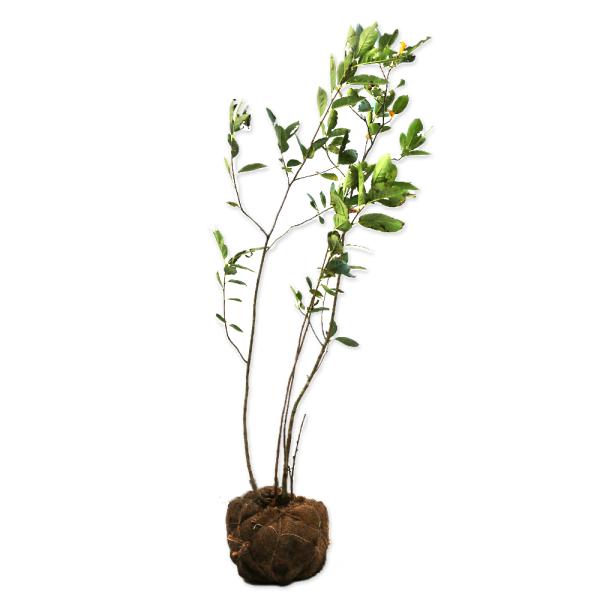 【アロニア/メラノカルパ】() 学名：Aronia melanocarpa バラ科アロニア属 落葉低木 別名：セイヨウカマツカ、ブラックチョークベリー、チョコベリー  【名前の由来】   【商品情報】アロニア/メラノカルパは2mになる落葉低...